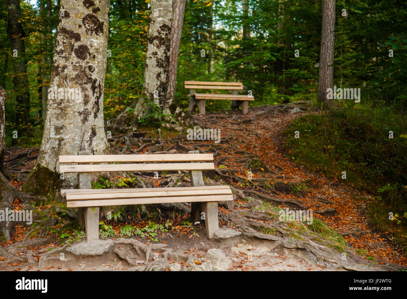 bench in the woods Stock Photo - Alamy