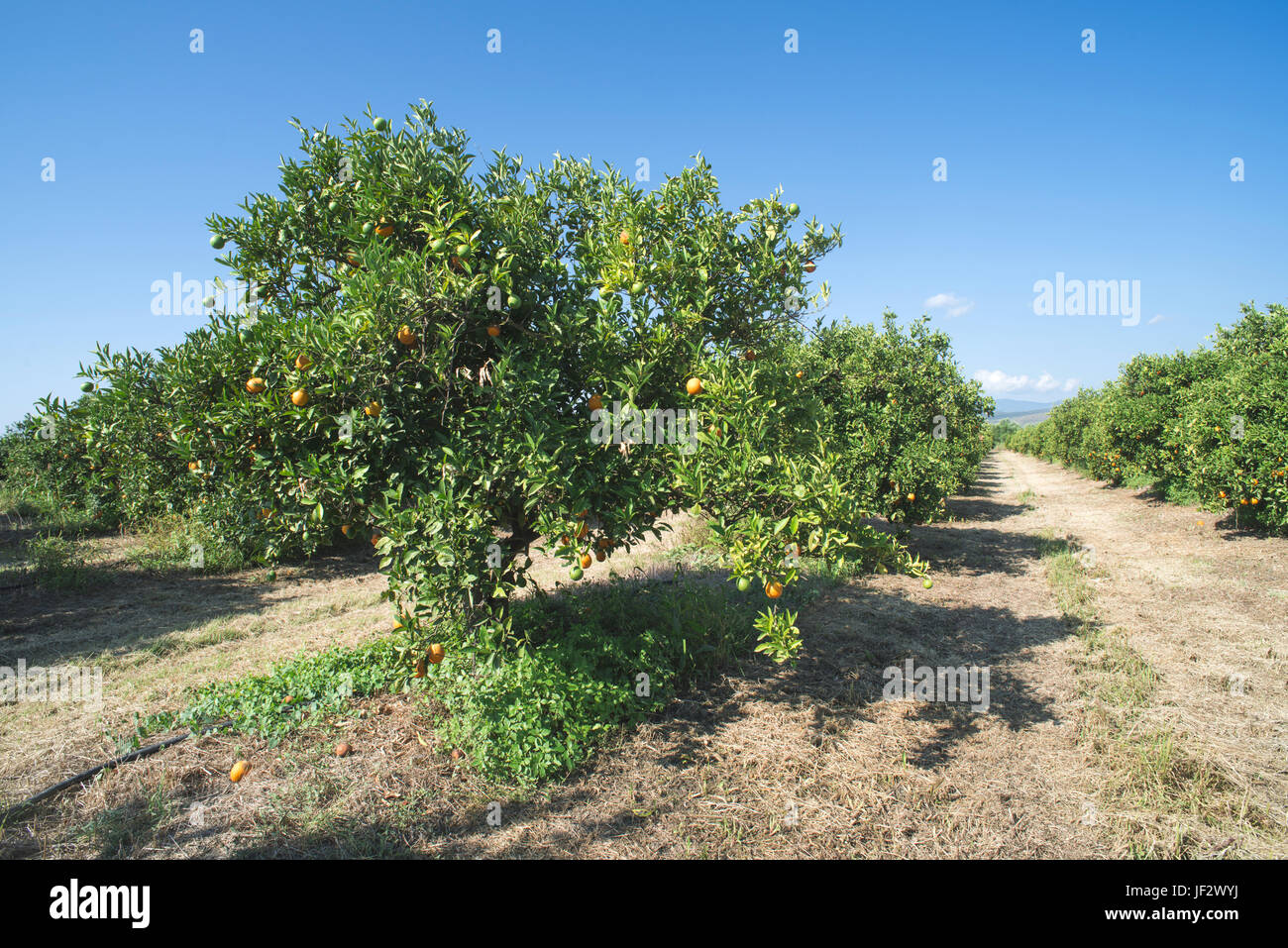 Orange trees in plantation Stock Photo - Alamy