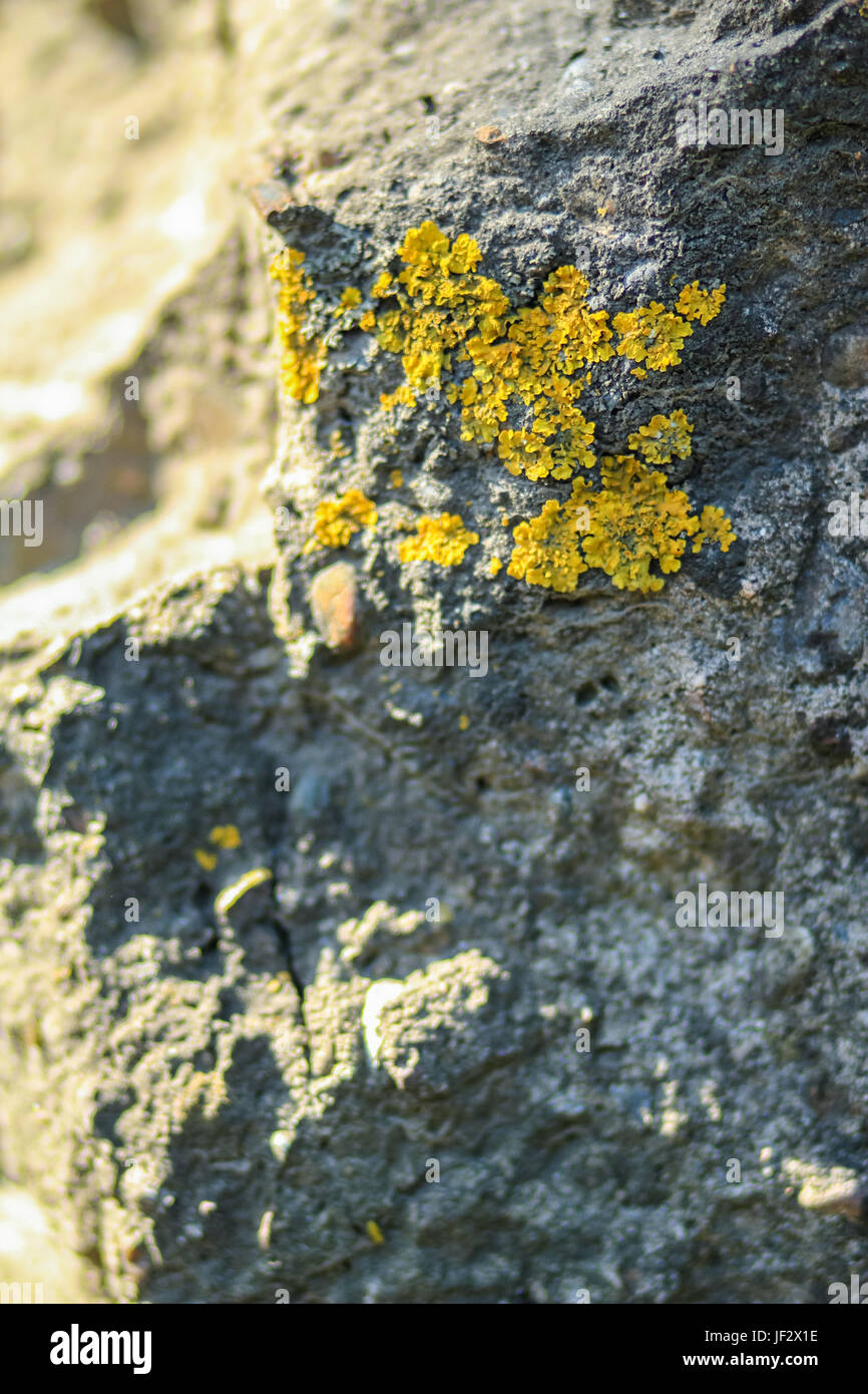 Forms of life hi-res stock photography and images - Alamy