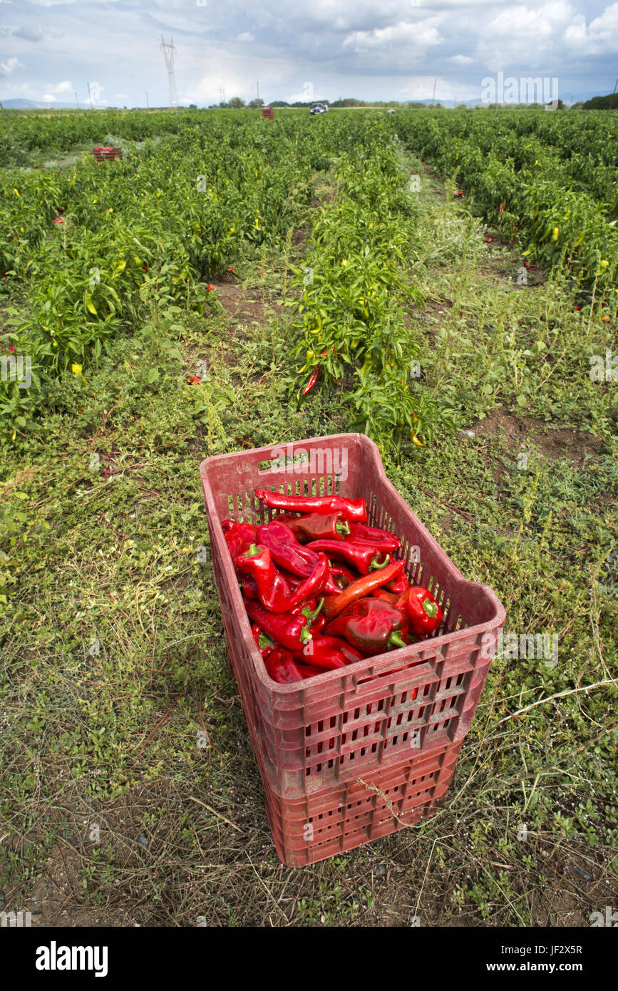 Crate with peppers Stock Photo - Alamy