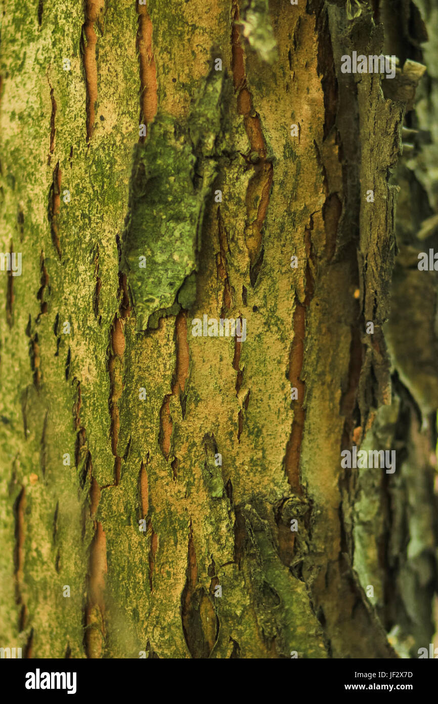 Old Wood Tree Texture Background Stock Photo - Alamy