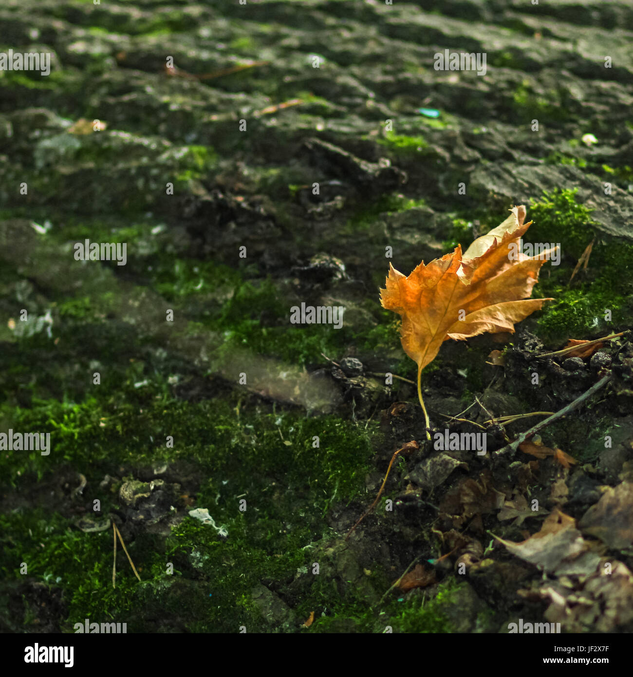 Old Wood Tree Texture Background Stock Photo - Alamy