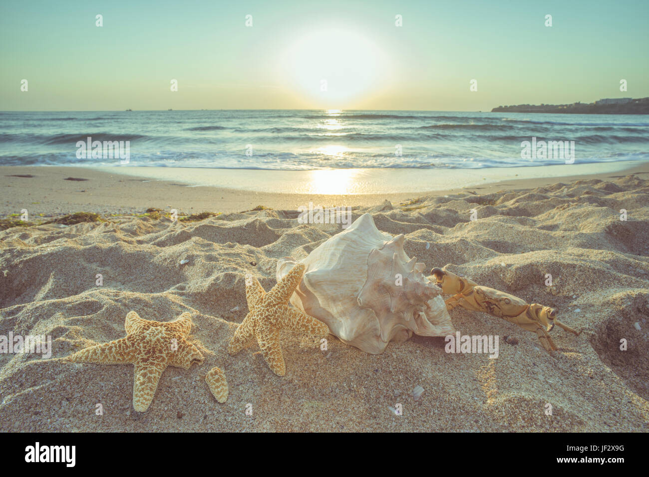 Starfish and shells on the beach Stock Photo - Alamy