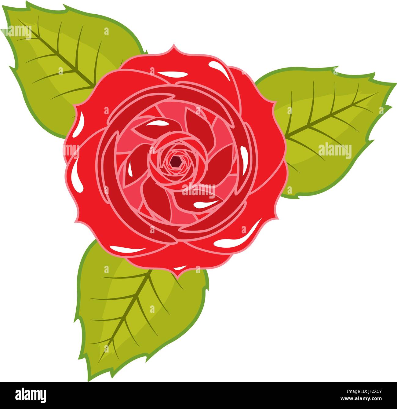 Closeup rose in bloom Stock Vector Images - Alamy