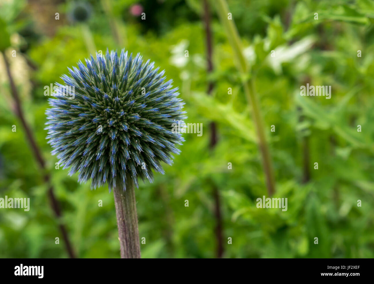 Round flower bed hi-res stock photography and images - Alamy