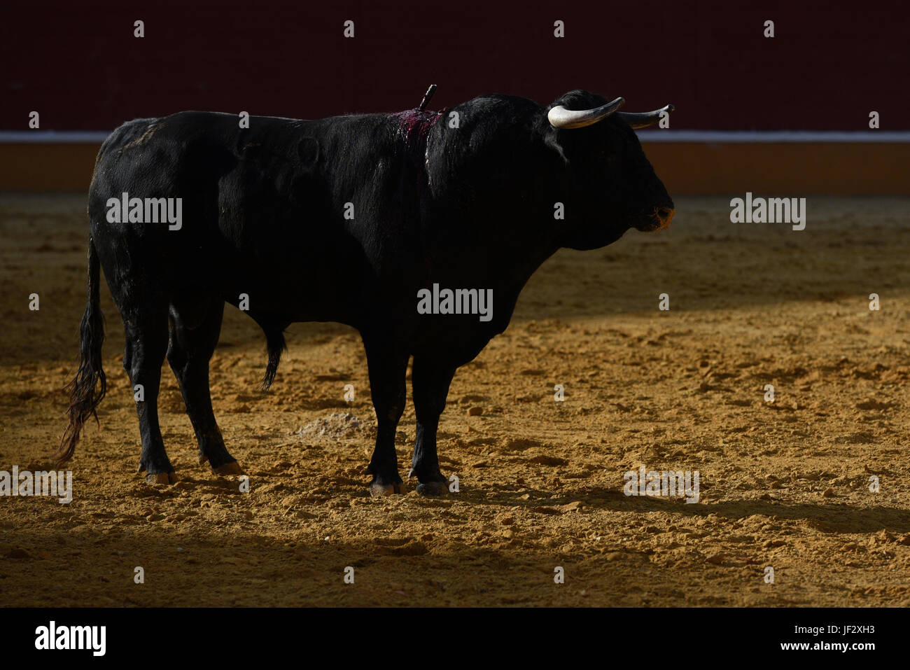 Soria, Spain. 28th June, 2017. A Laura Velasco ranch bull during a ...