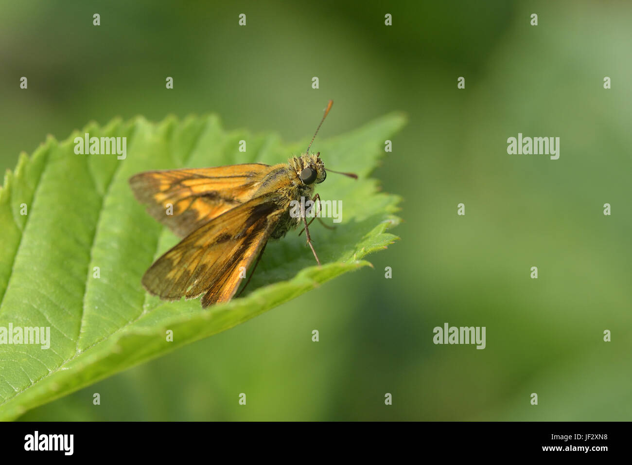 Adult skipper hi-res stock photography and images - Alamy
