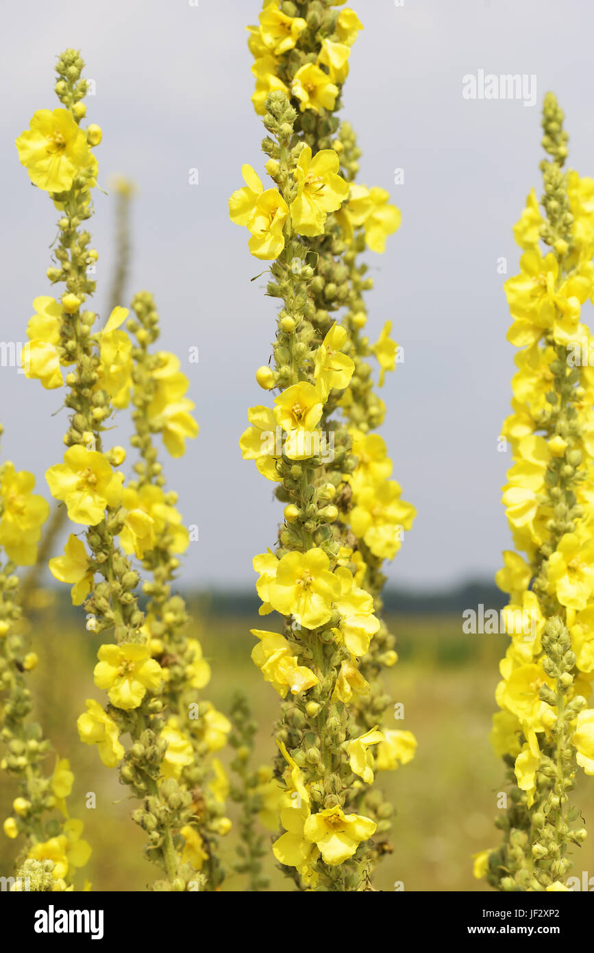 Mullein plants hi-res stock photography and images - Alamy