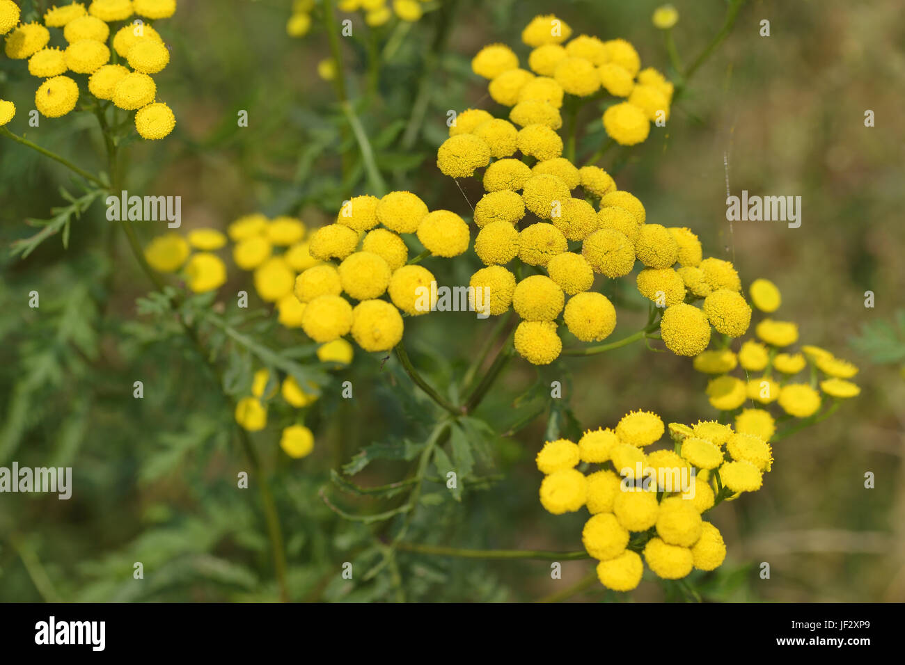 Tansy hi-res stock photography and images - Alamy