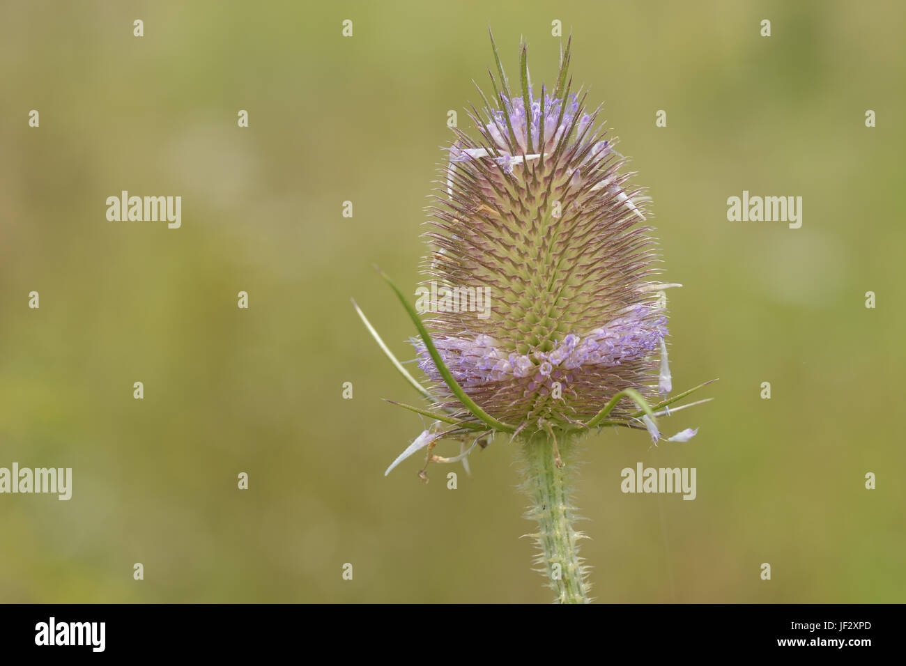 Plant teasel weed High Resolution Stock Photography and Images - Alamy