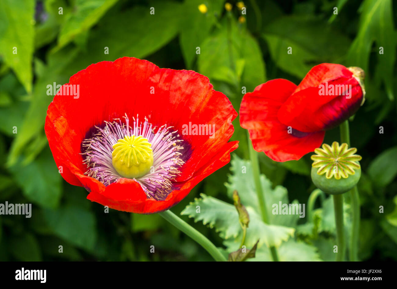 Close up of deep red poppy, Papaver Somniferum variety, with blurred ...