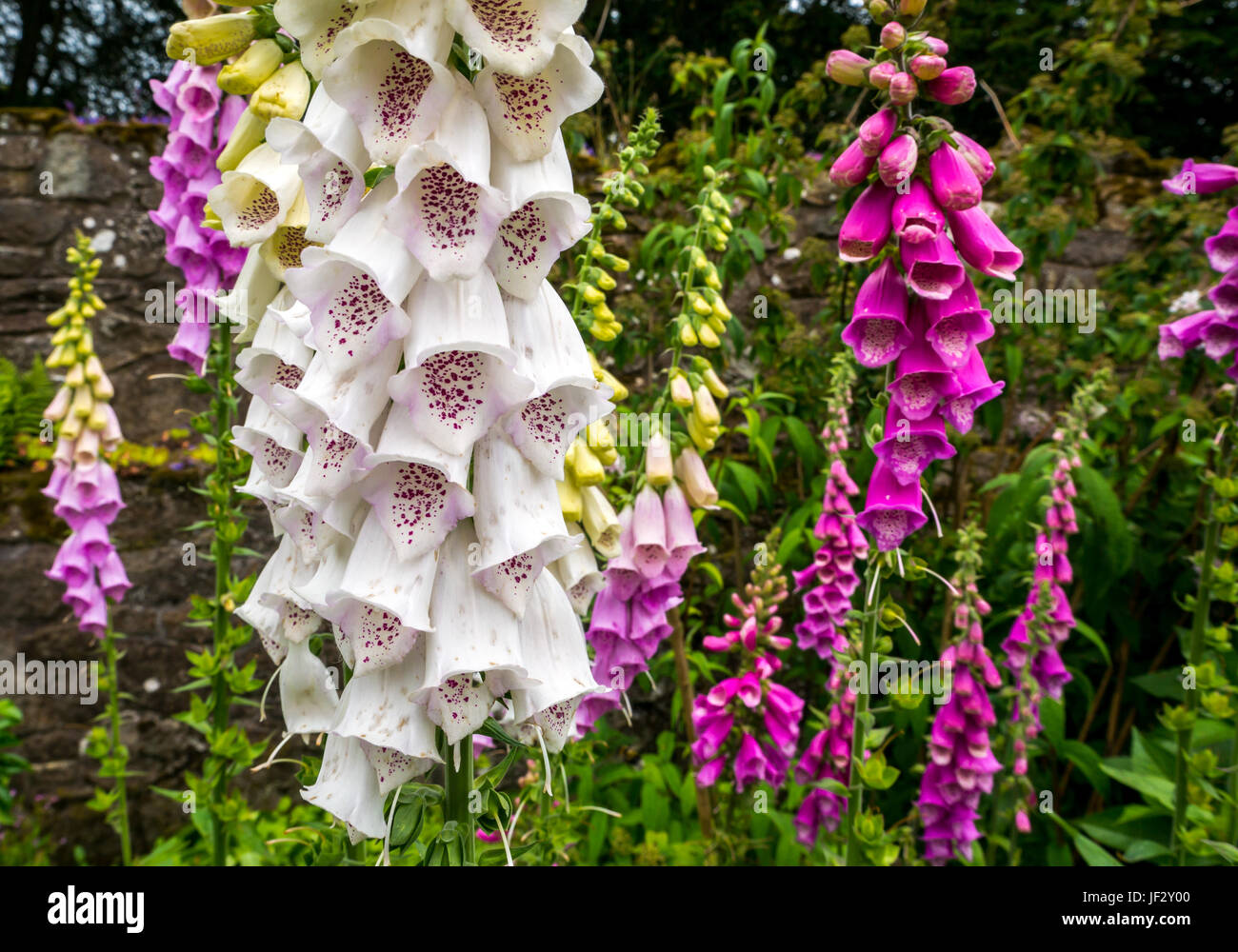 Foxglove uk garden hi-res stock photography and images - Alamy
