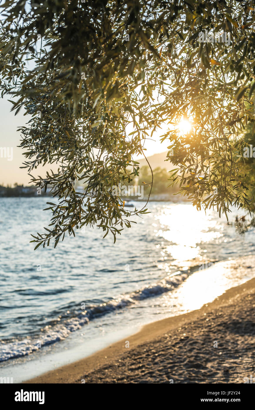 Olive trees, sea and sunset Stock Photo - Alamy