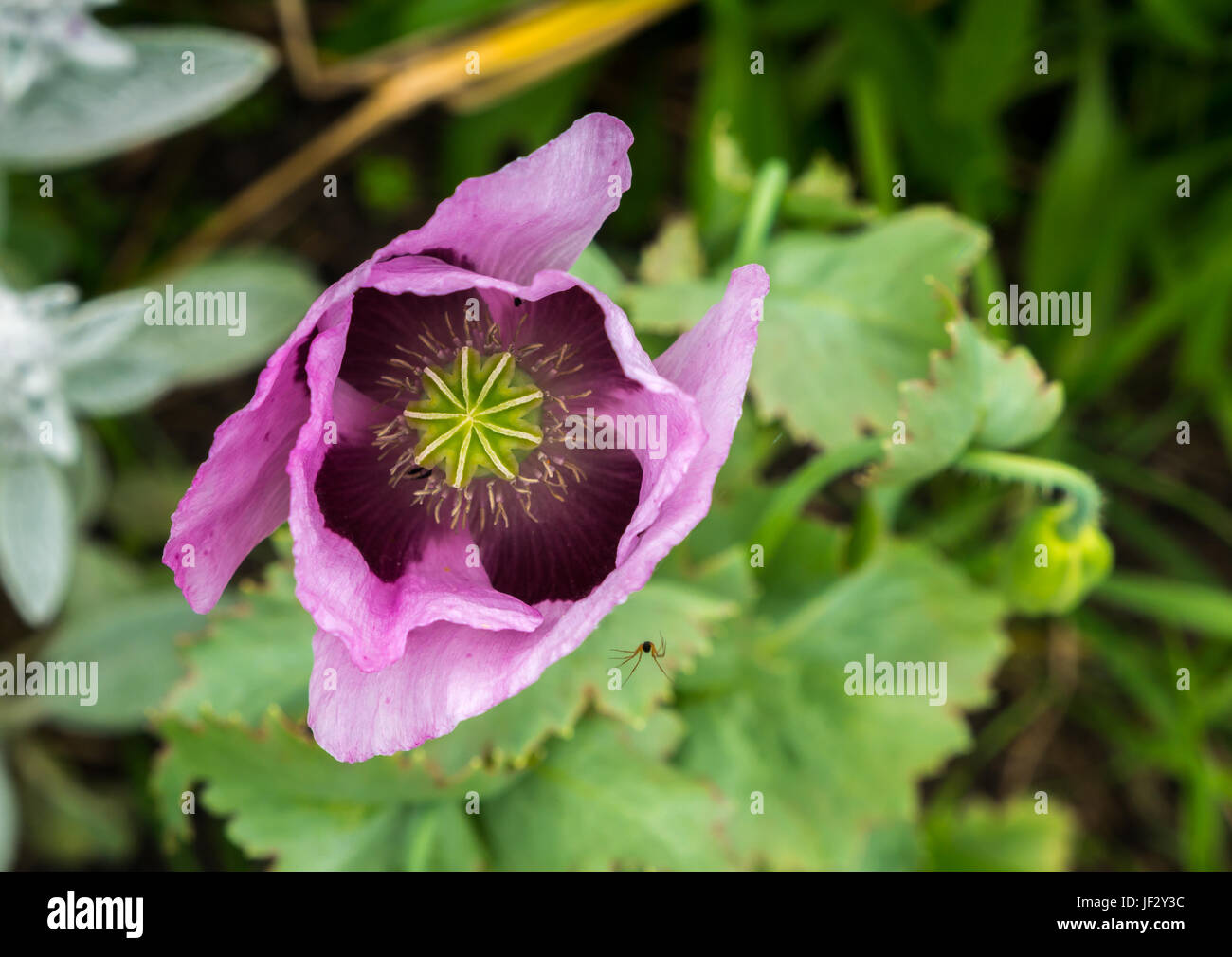 Close up of purple opium poppy, Papaver somniferum, Scotland, UK Stock ...