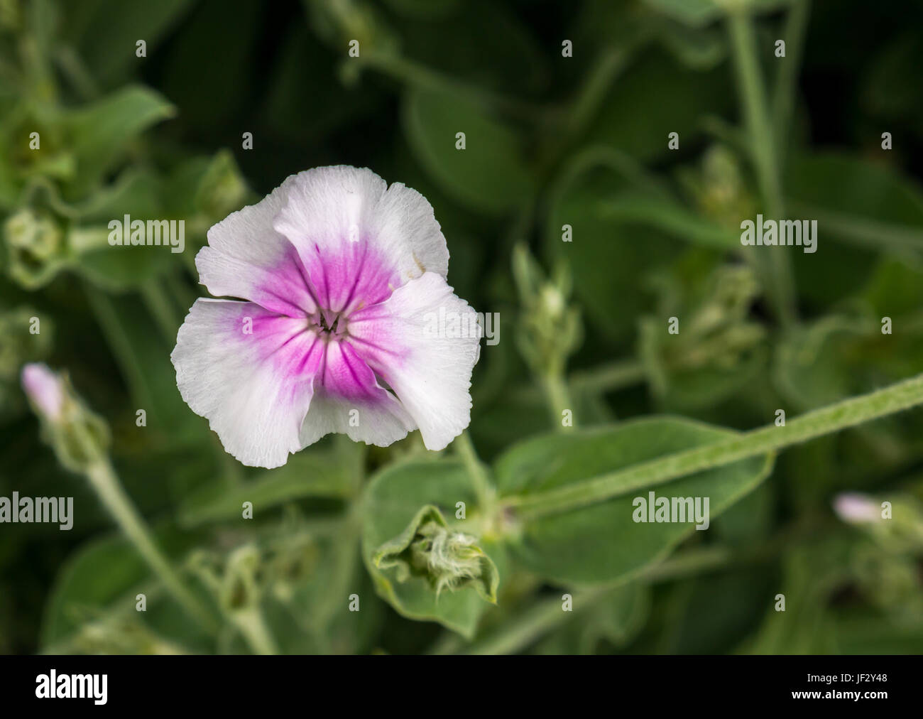 Close up of single white and pink Rose campion, Lychnis coronaria ...