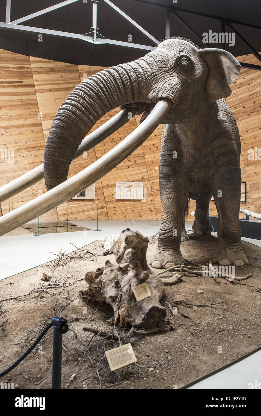 Model of mastodon Stock Photo - Alamy