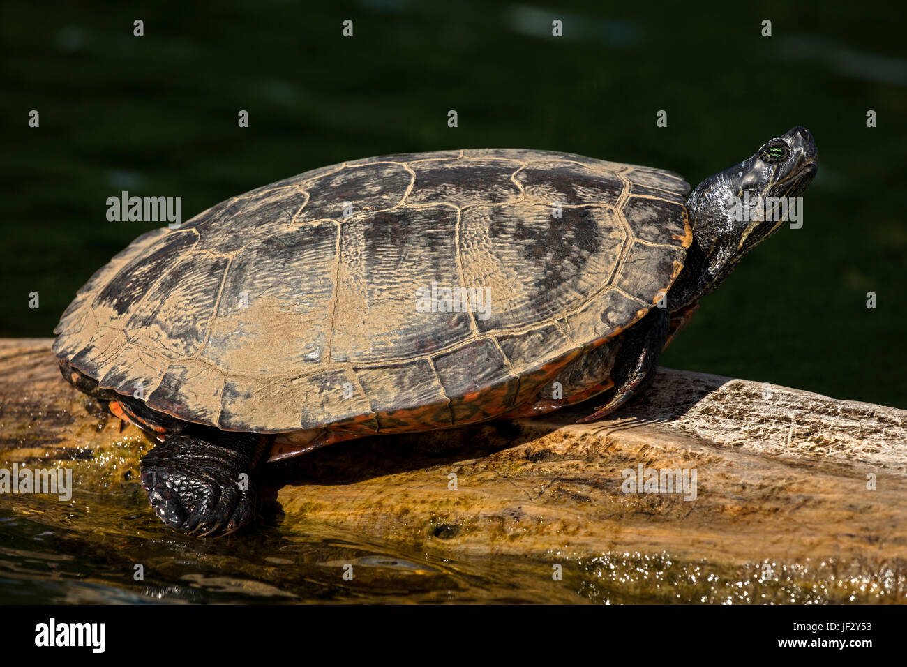 Red bellied turtle hi-res stock photography and images - Alamy