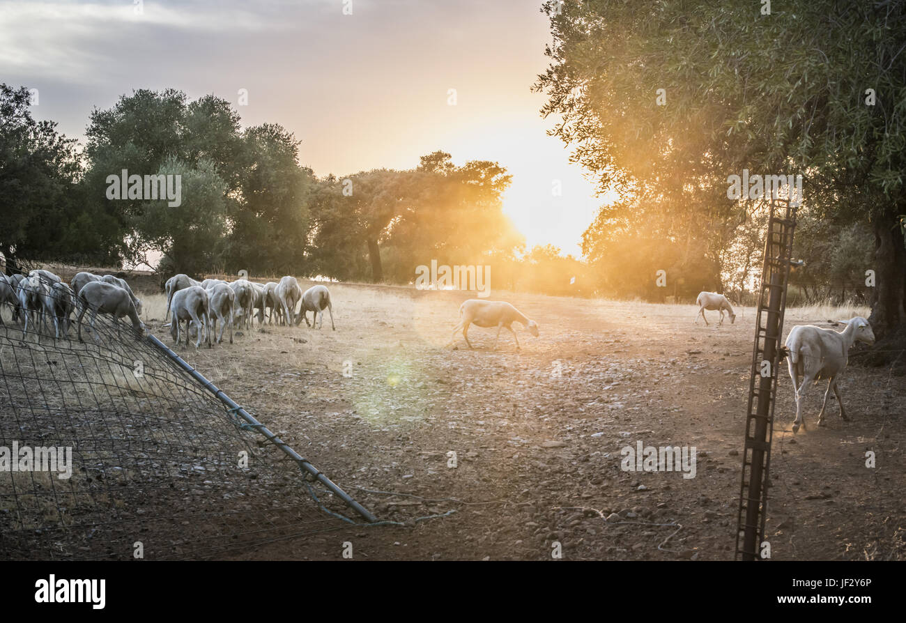 Flock of sheep at sunset Stock Photo - Alamy