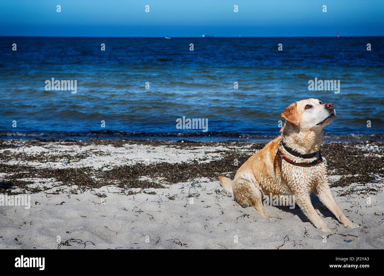 labrador at beach Stock Photo - Alamy