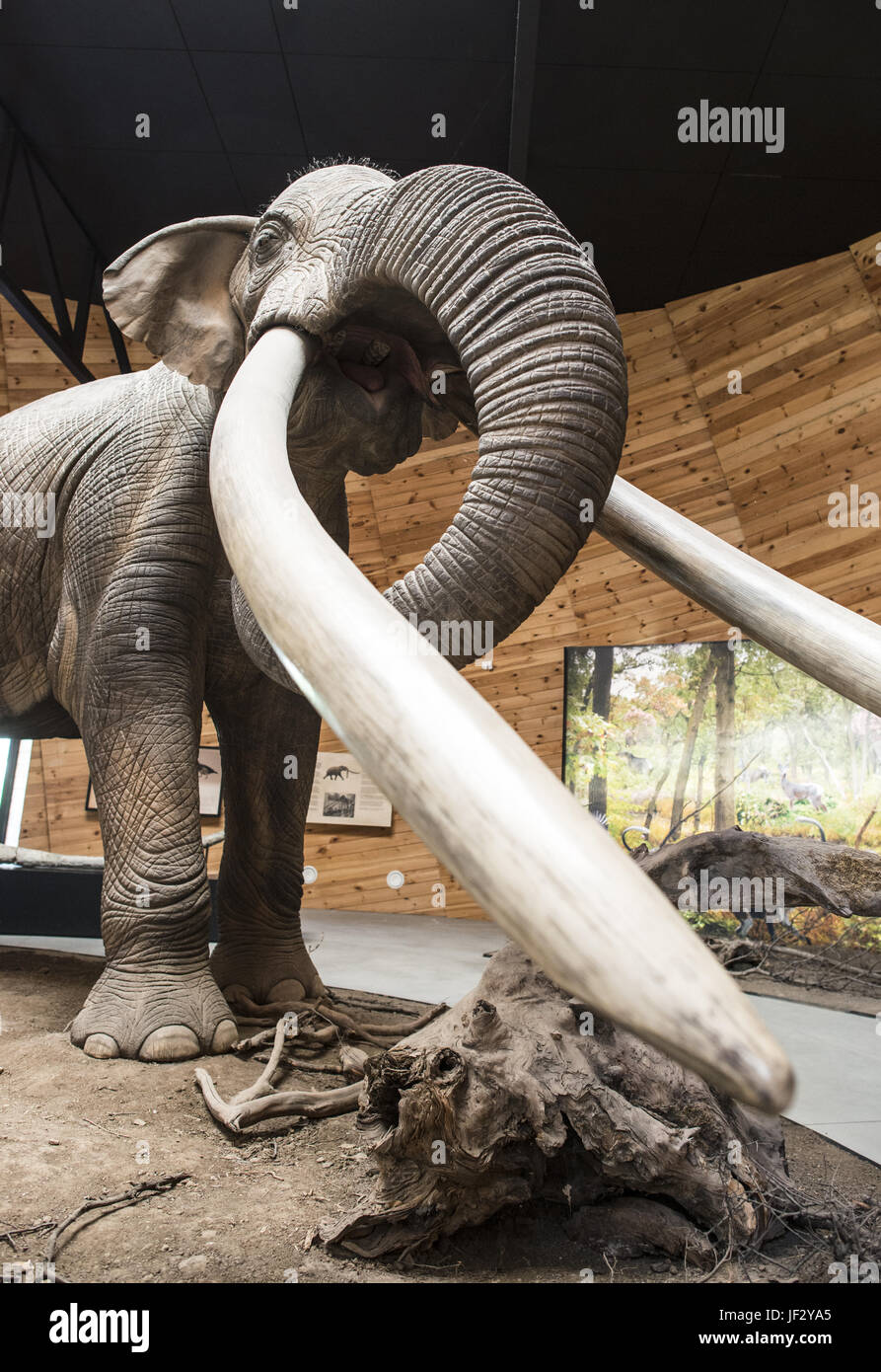 Pleistocene period paleontology hi-res stock photography and images - Alamy