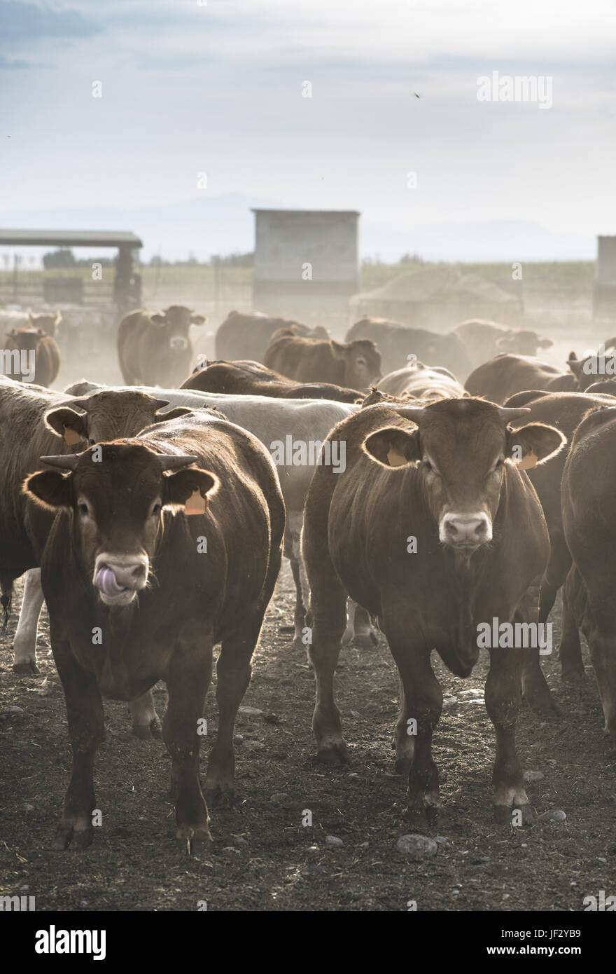 Calves in farm Stock Photo - Alamy