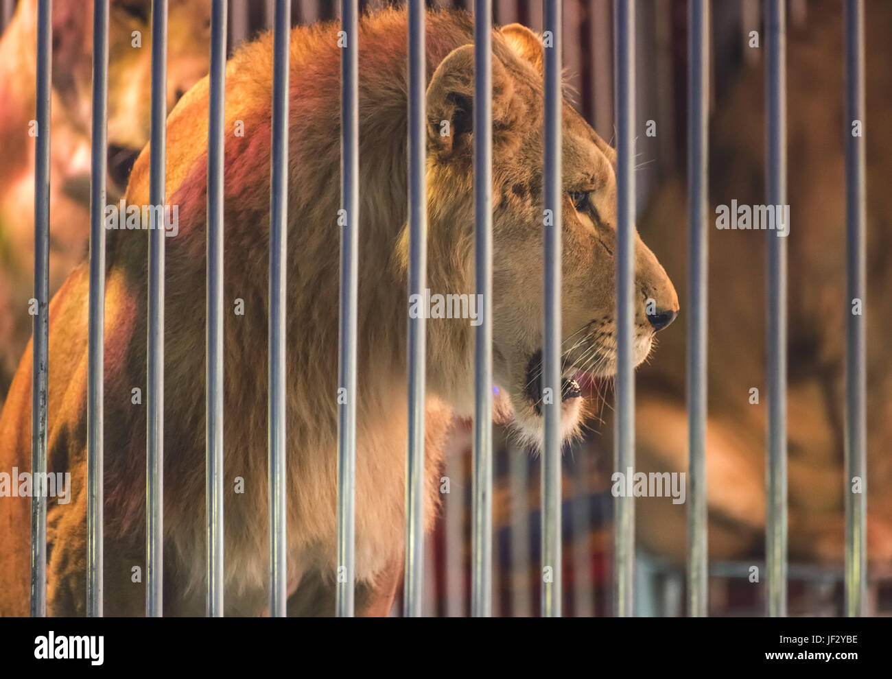 Lion in circus Stock Photo - Alamy