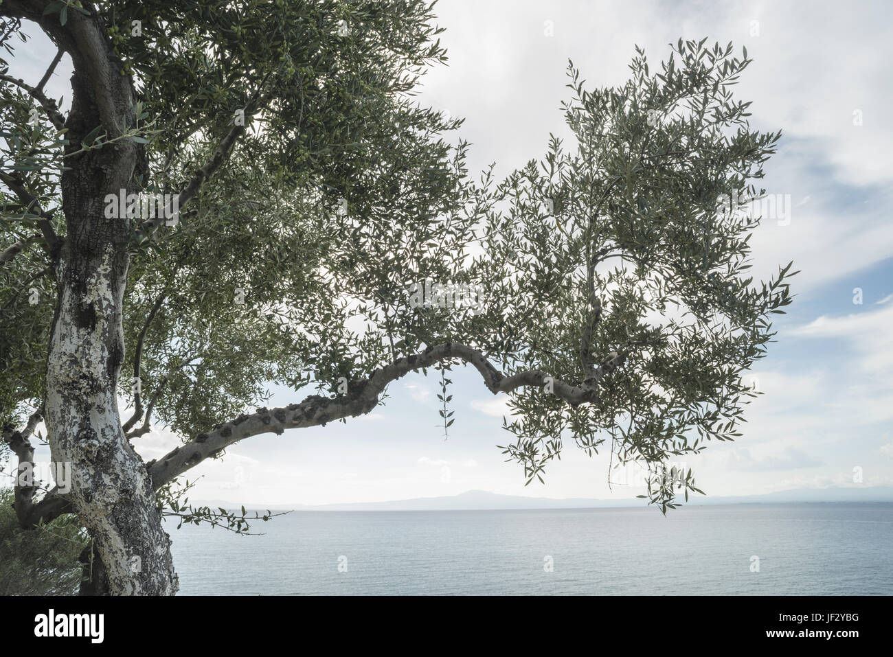 Cyprus olive grove branch hi-res stock photography and images - Alamy