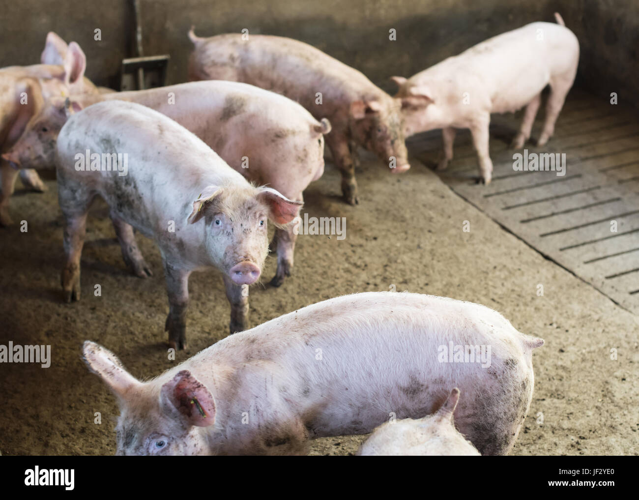 Pigs on a farm Stock Photo - Alamy