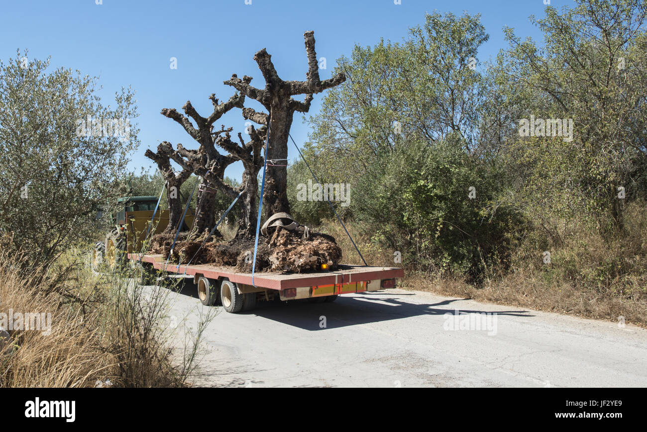 Moving tree. Transplanting Stock Photo - Alamy