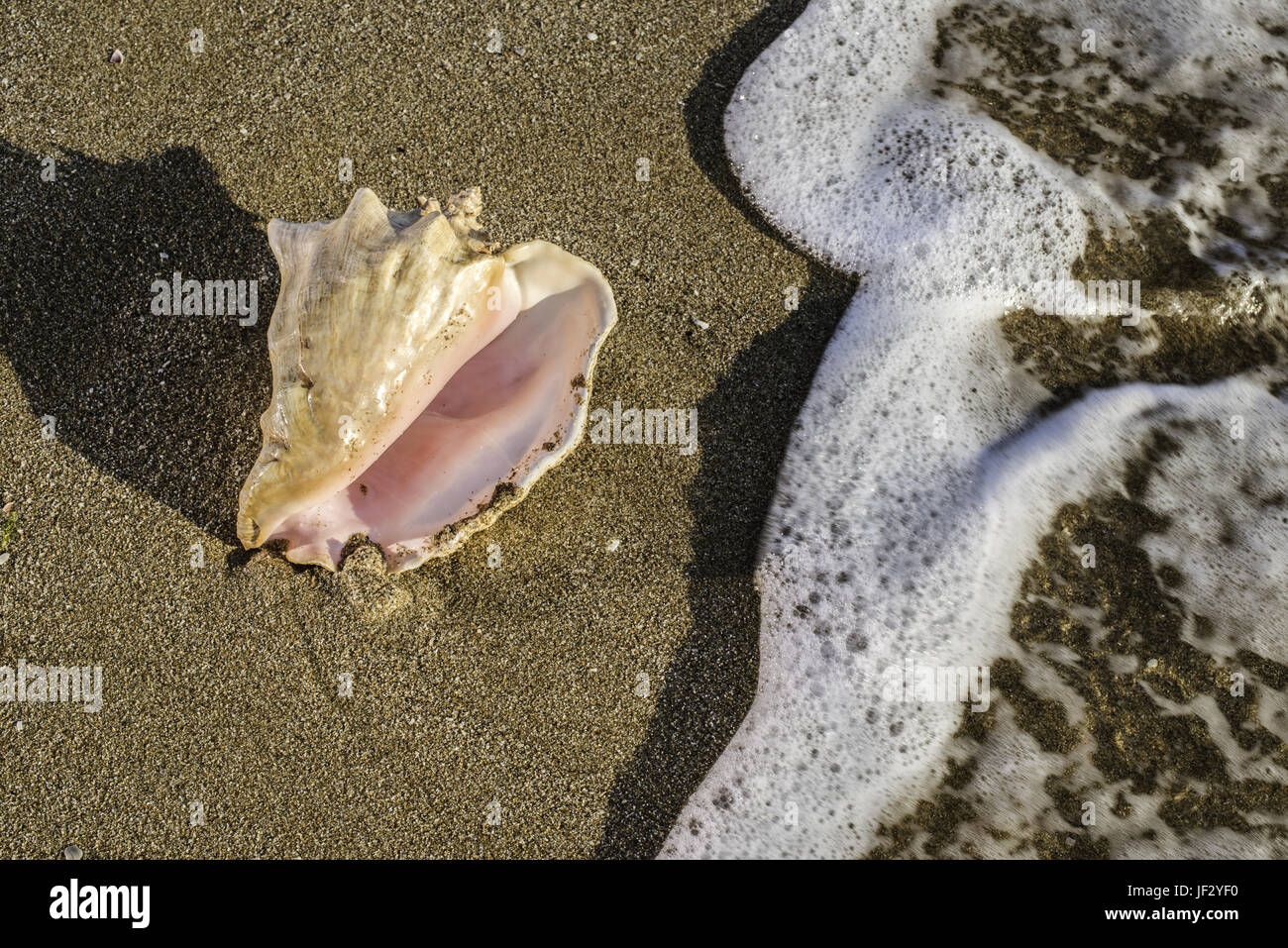 Shells on the beach Stock Photo - Alamy