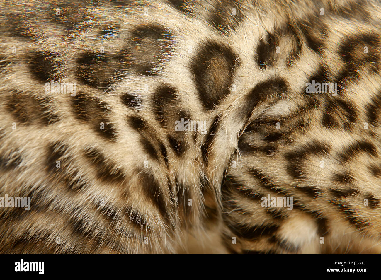 Fur Bengal cat Stock Photo - Alamy