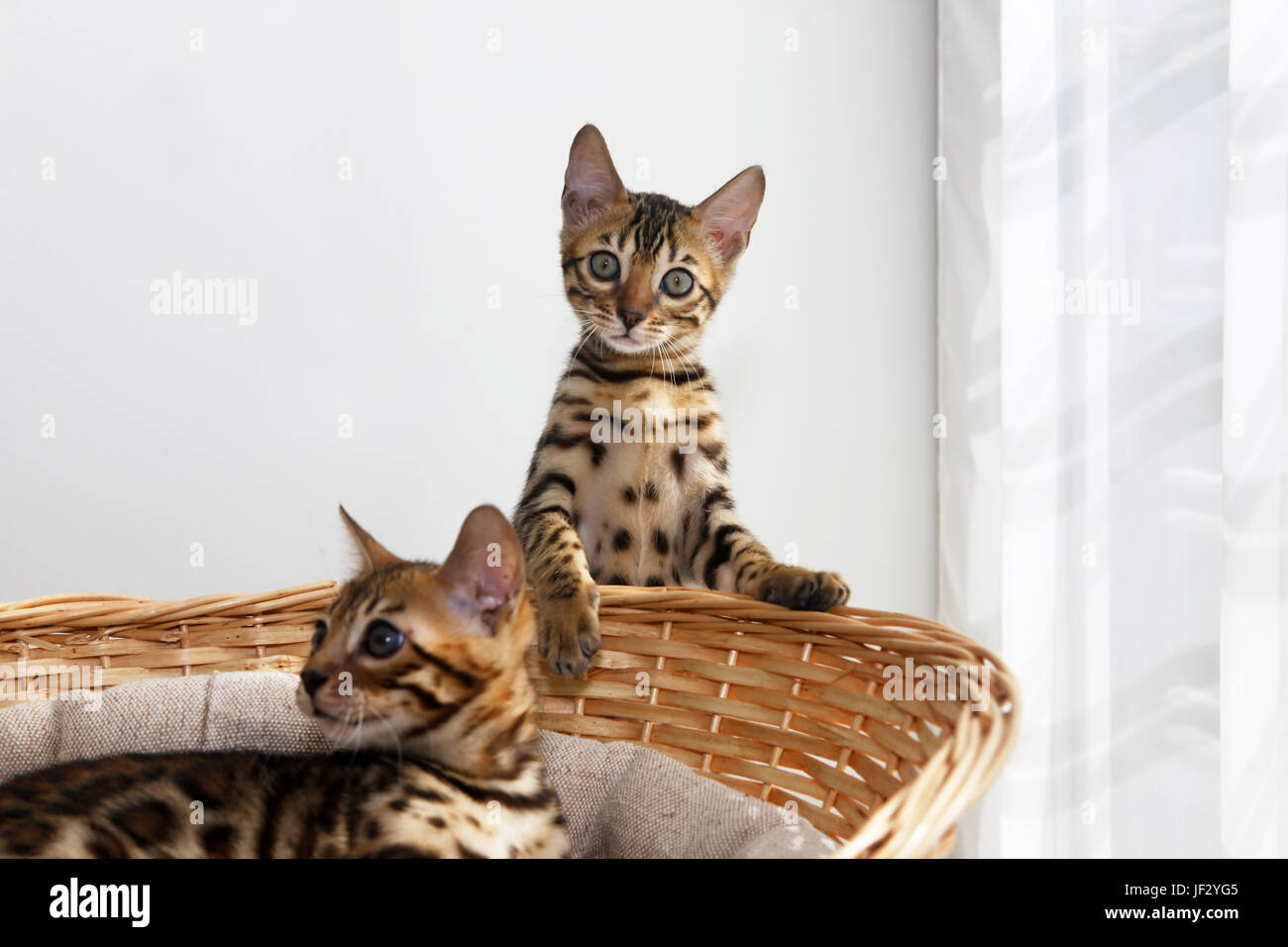 Small bengal kittens Stock Photo - Alamy