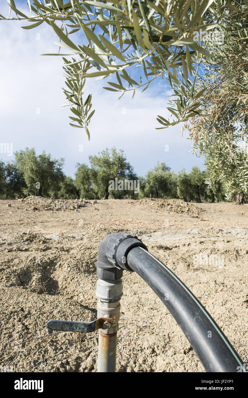 Olive trees and irrigation Stock Photo - Alamy