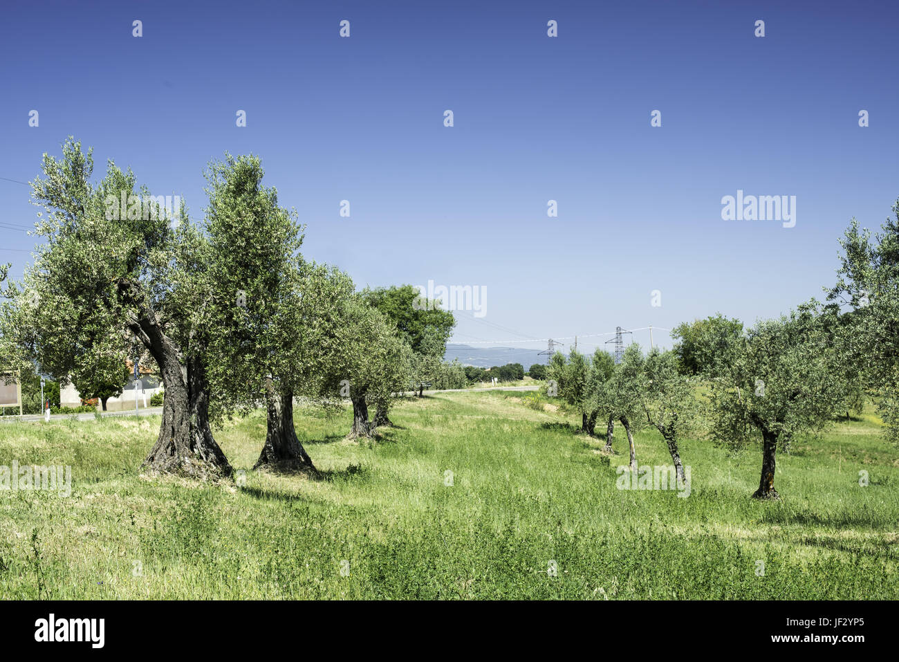 Olive trees in Italy Stock Photo - Alamy