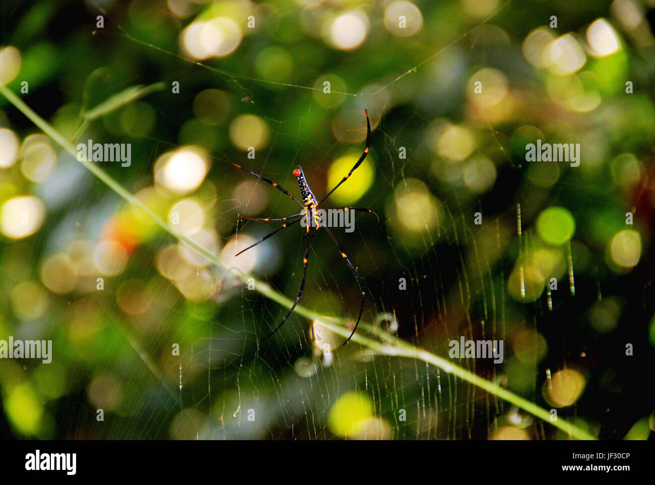Spiders in thailand hi-res stock photography and images - Alamy