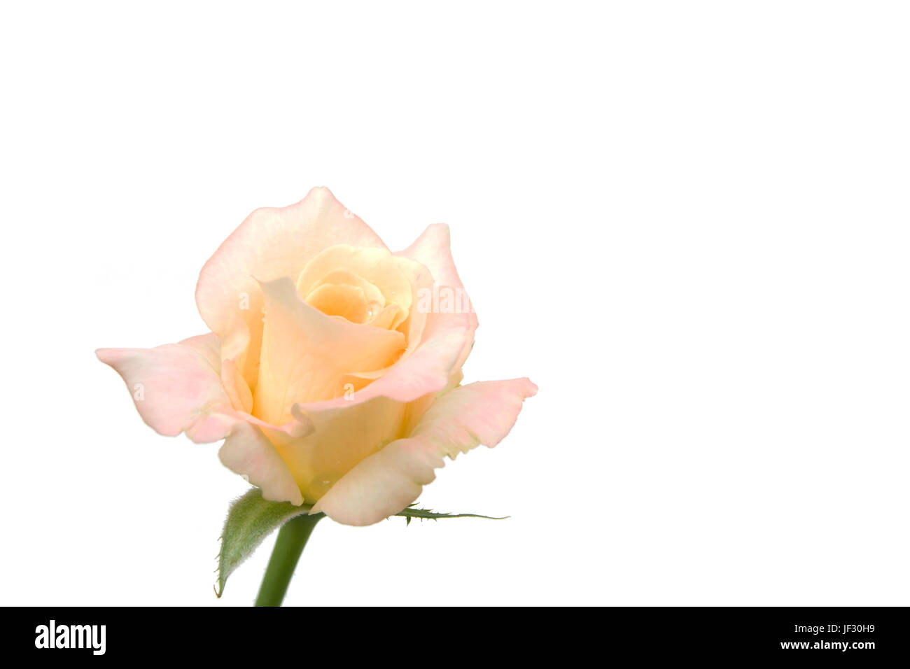 White rose petals top view Cut Out Stock Images & Pictures - Alamy