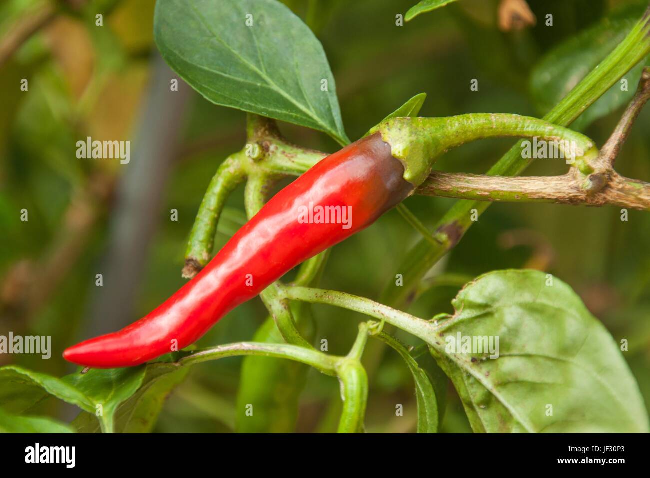 Growing or pepper in the garden. Spicy spice Stock Photo - Alamy