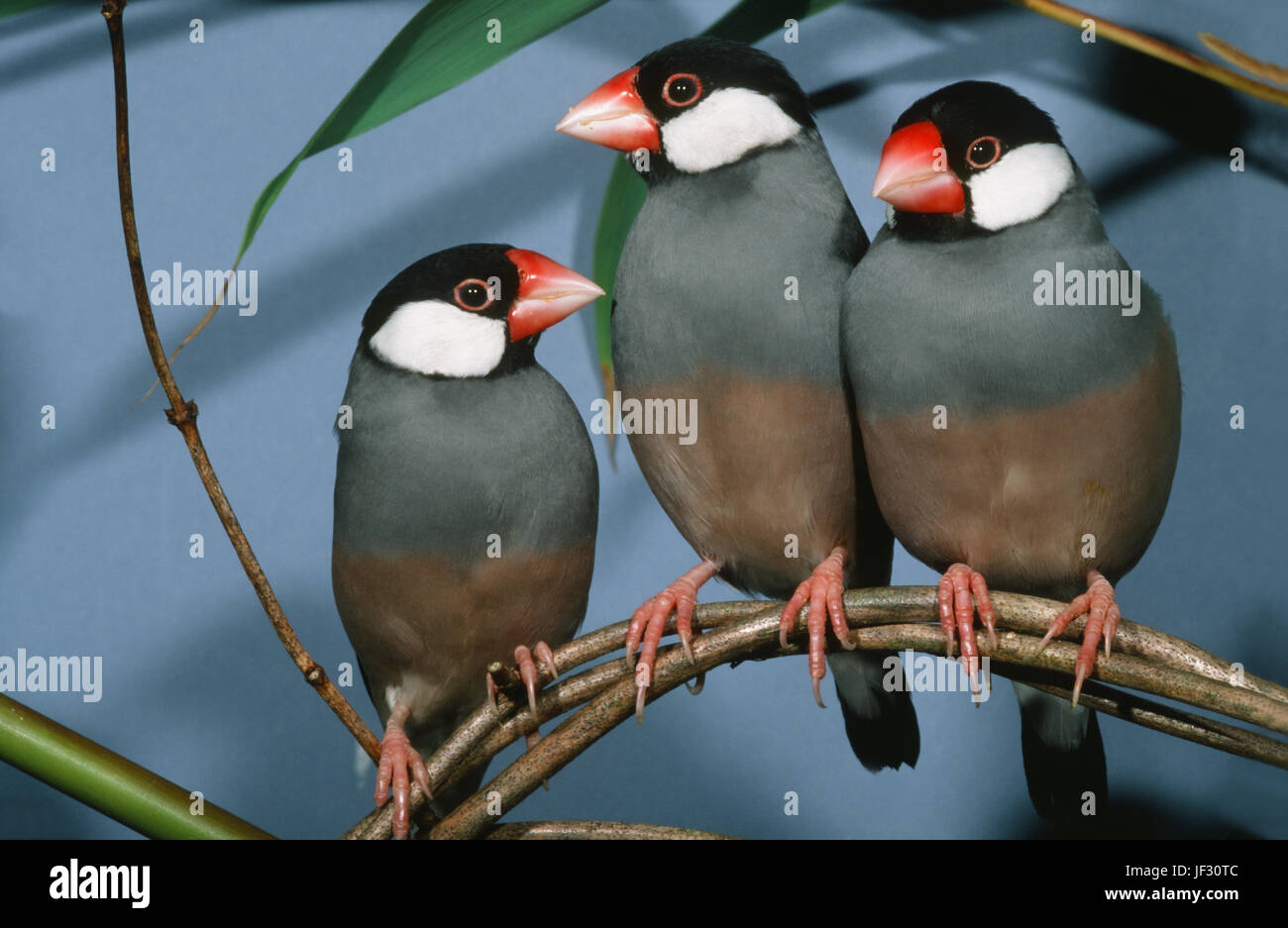 Java rice finches hi-res stock photography and images - Alamy