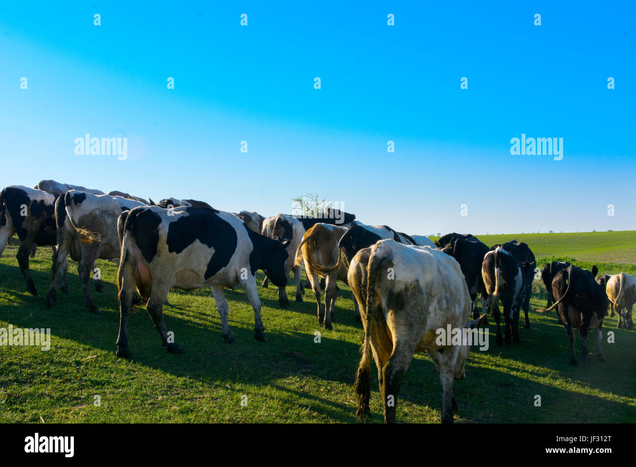 A large herd of cows going to the field for grazing Stock Photo - Alamy
