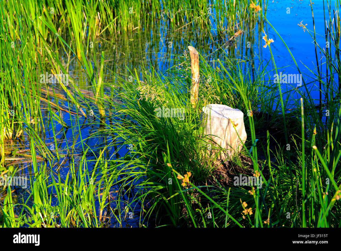 A beautiful lake for breeding fish. Magnificent view of the lake Stock ...