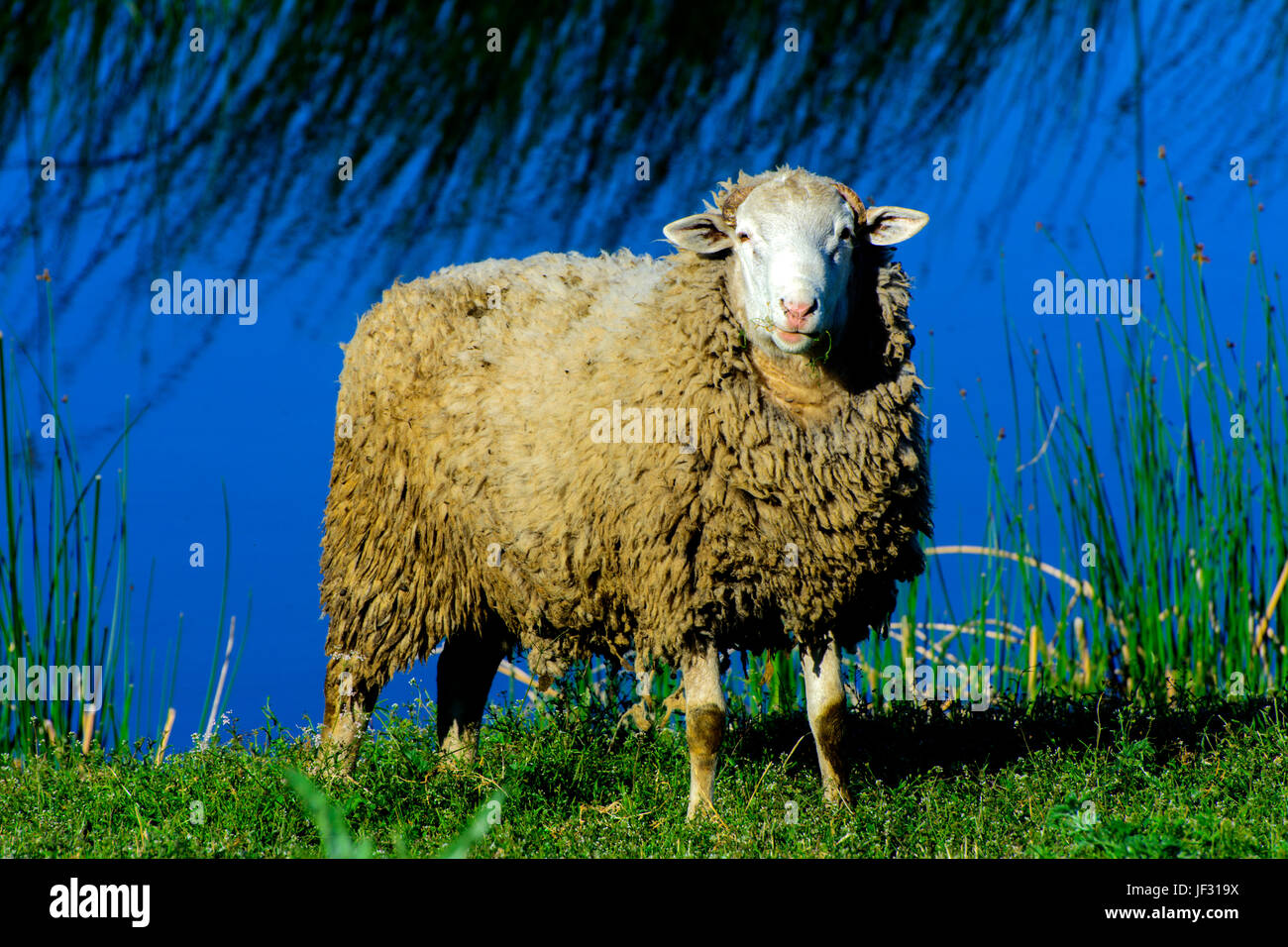 A lone sheep grazing on a beautiful meadow for grazing Stock Photo - Alamy