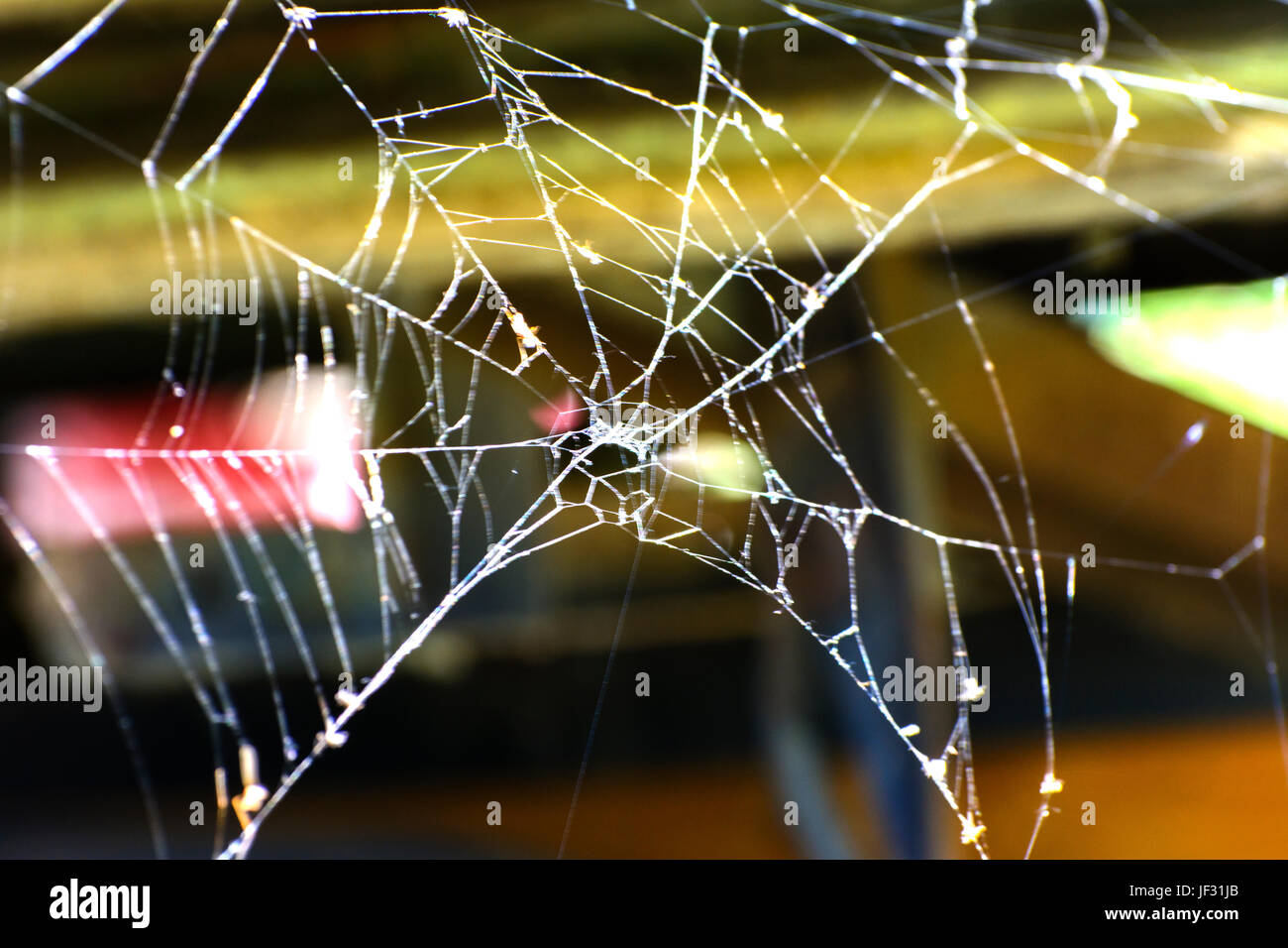 The spider wove a cobweb in the corner for catching insects Stock Photo ...