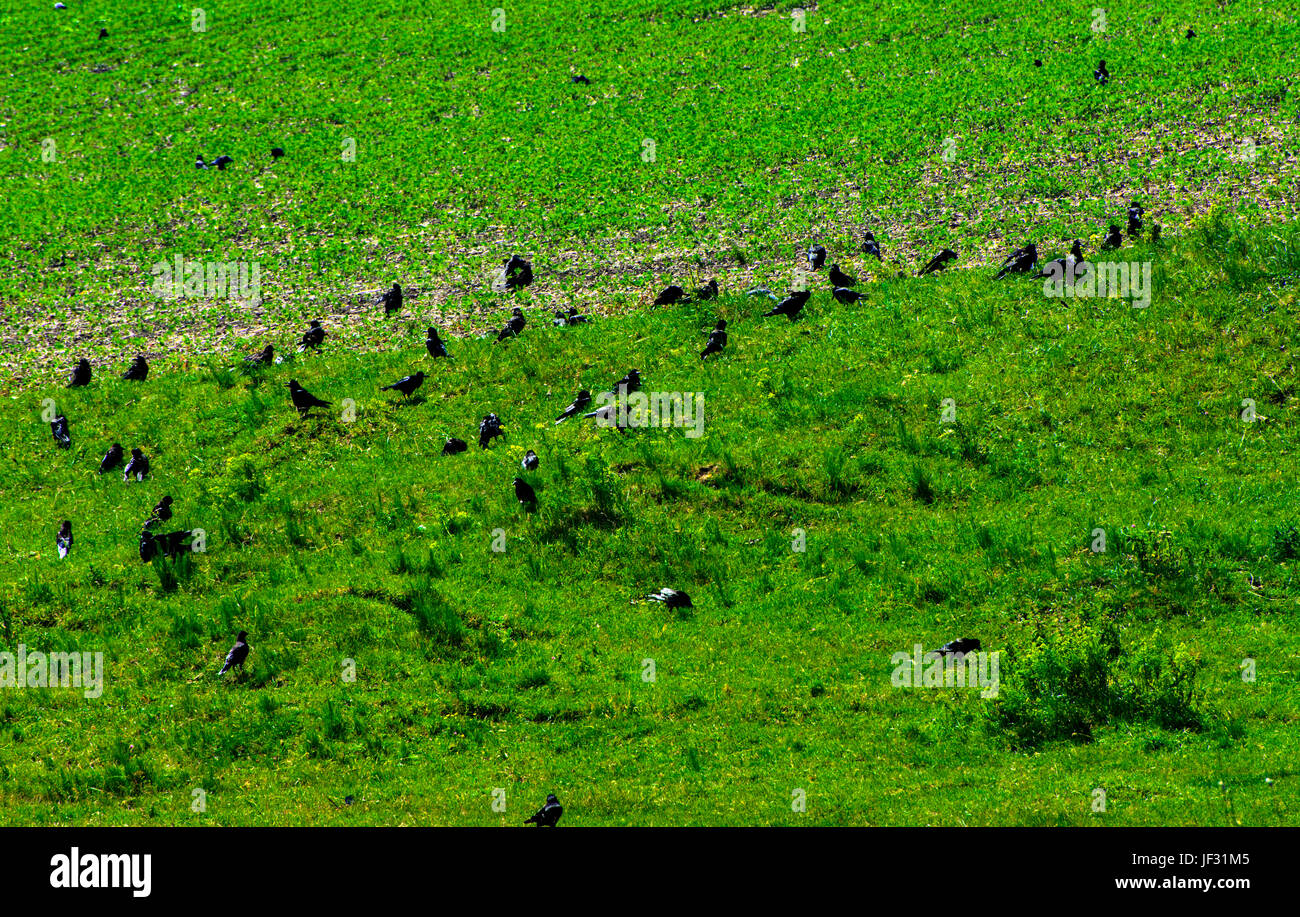 A flock of crows sat on a beautiful green field Stock Photo - Alamy