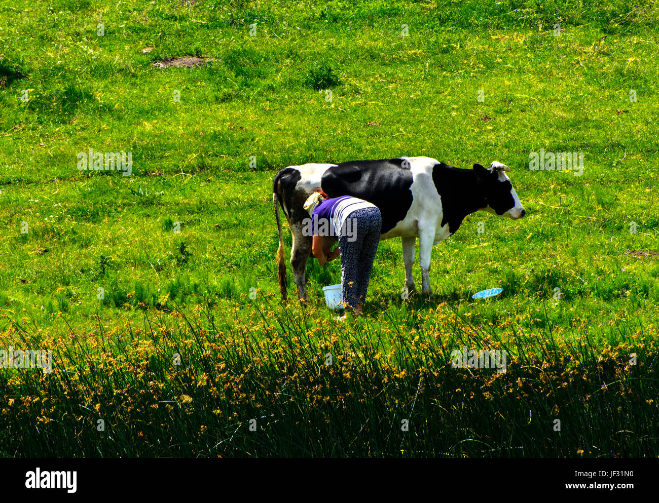 A large herd of cows. Milkmaid milking cows right in the field Stock ...
