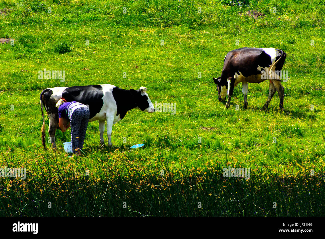 A large herd of cows. Milkmaid milking cows right in the field Stock ...