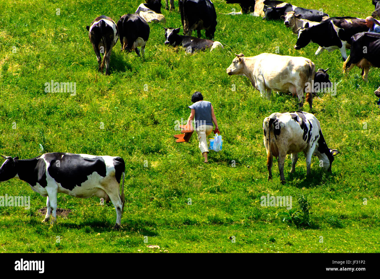 Farmer milking a cow bucket hi-res stock photography and images - Alamy
