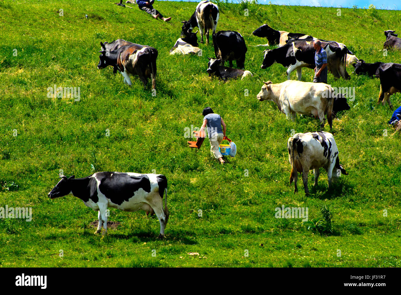 A large herd of cows. Milkmaid milking cows right in the field Stock ...