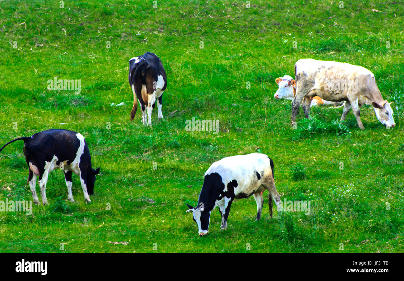 A large herd of cows. Milkmaid milking cows right in the field Stock ...