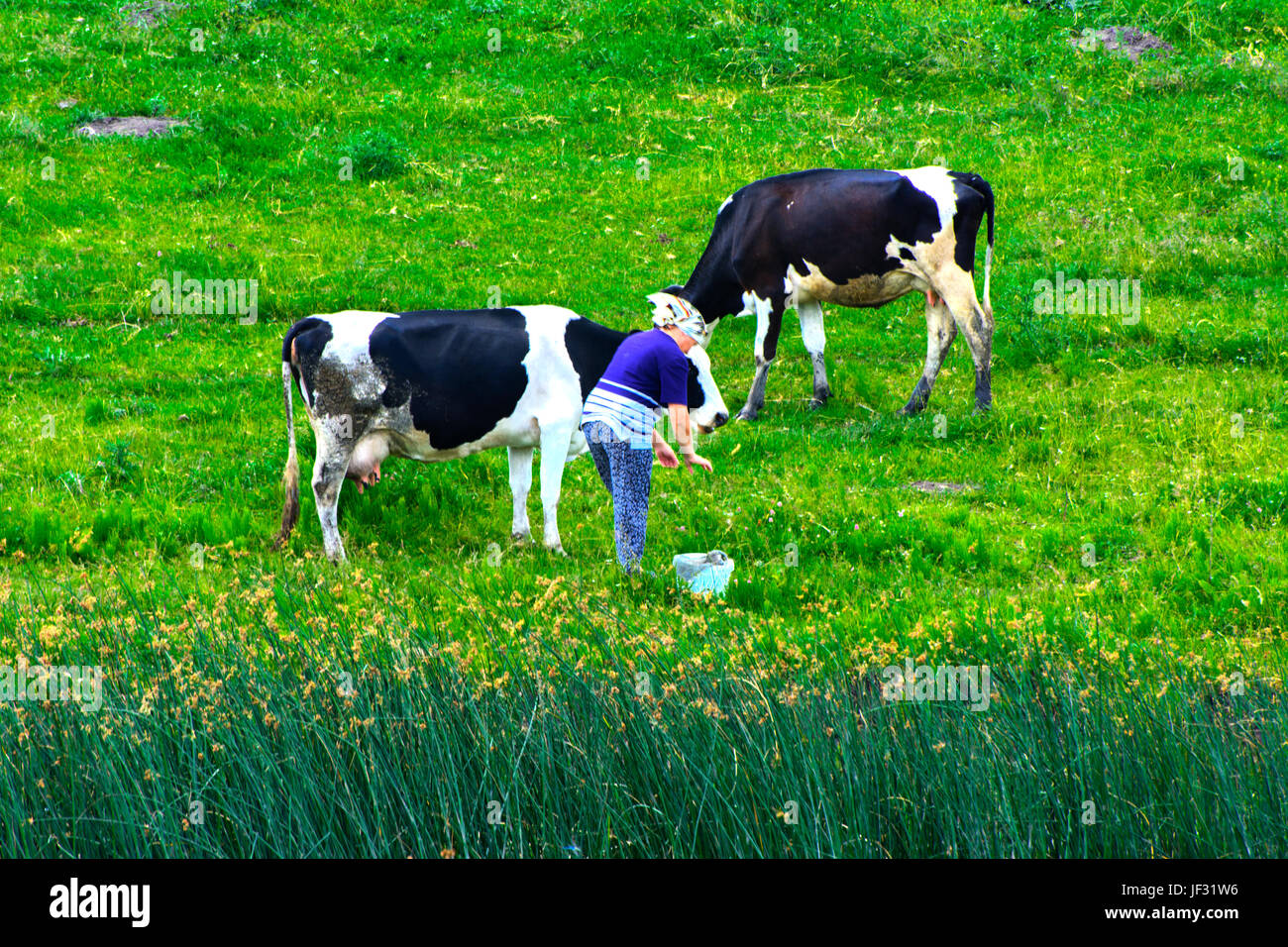A large herd of cows. Milkmaid milking cows right in the field Stock ...