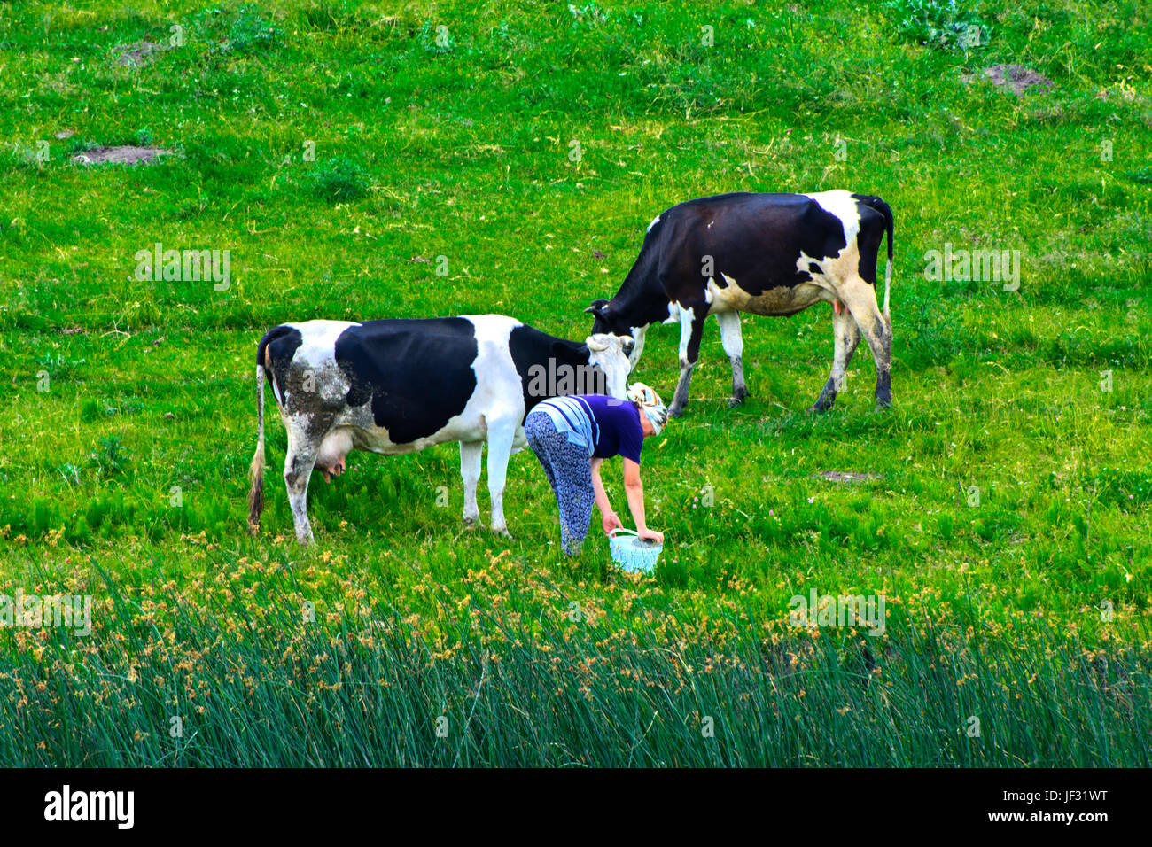 A large herd of cows. Milkmaid milking cows right in the field Stock ...